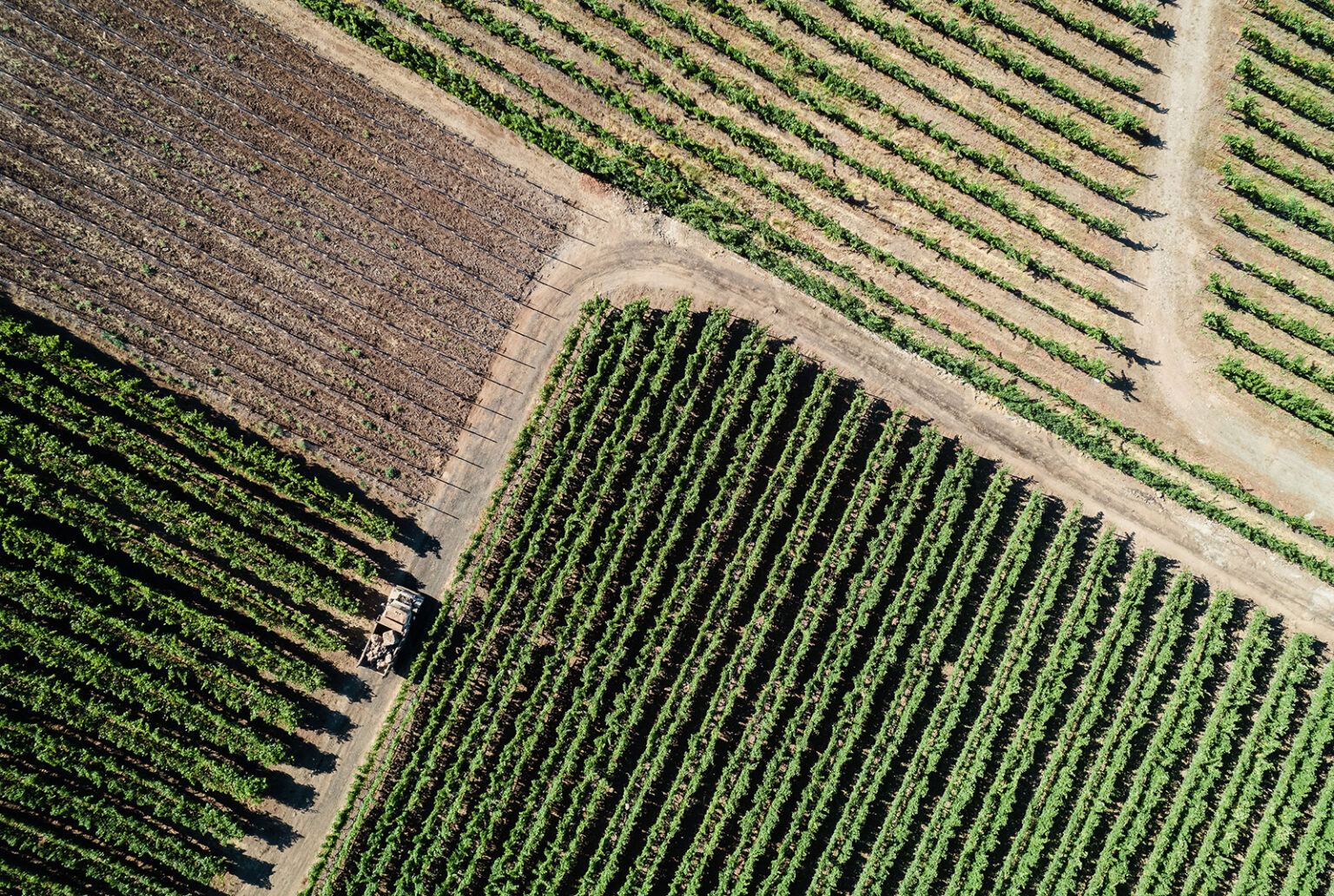 Vineyards - B. Wise Vineyards