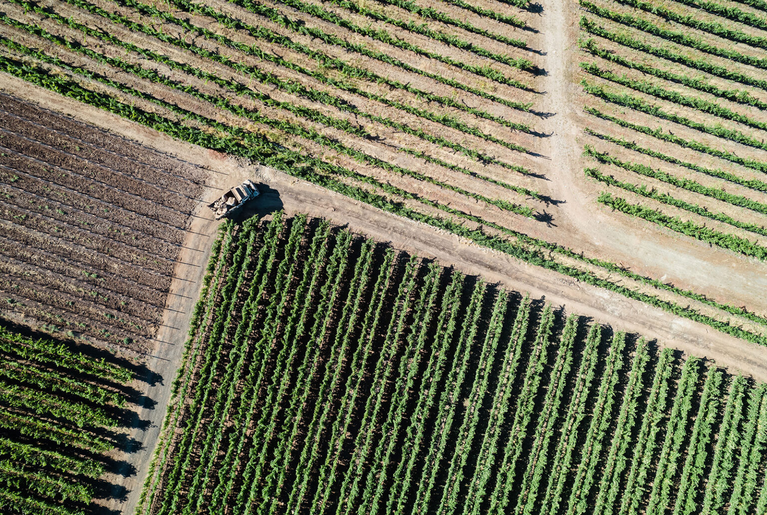 Vineyards - B. Wise Vineyards