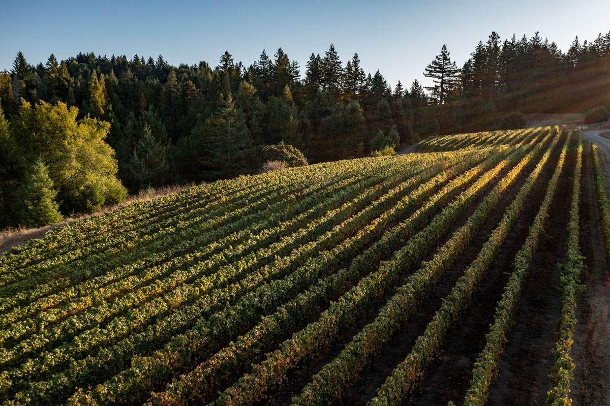 Passion for Pinot Noir - B. Wise Vineyards